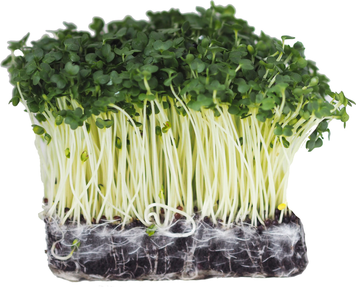 Mustard Cress Punnet – All Greens Wholesale Ltd