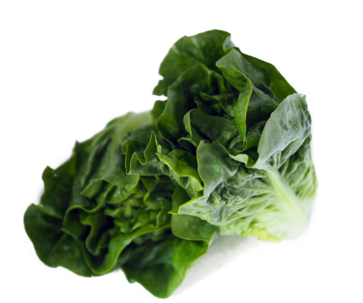 Gem Lettuce (x2) – All Greens Wholesale Ltd
