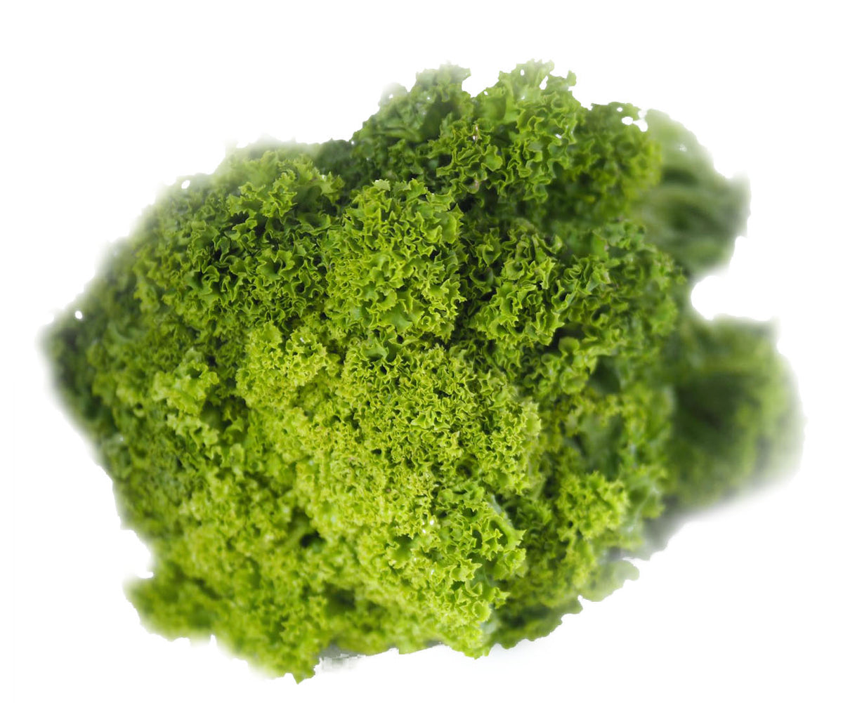 Lollo Biondo Lettuce – All Greens Wholesale Ltd