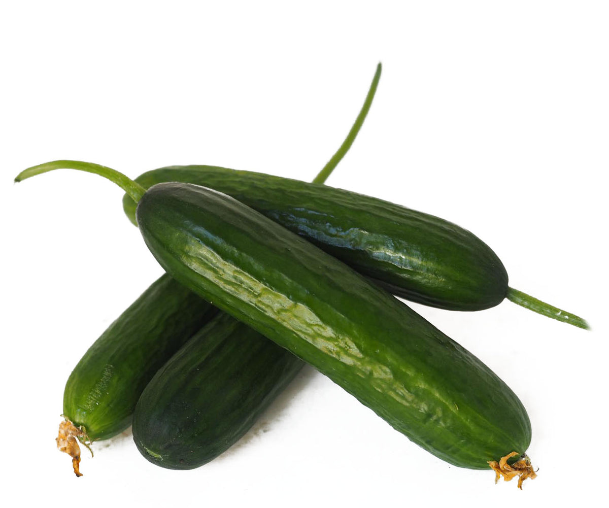 Mini Cucumbers (500g) – All Greens Wholesale Ltd