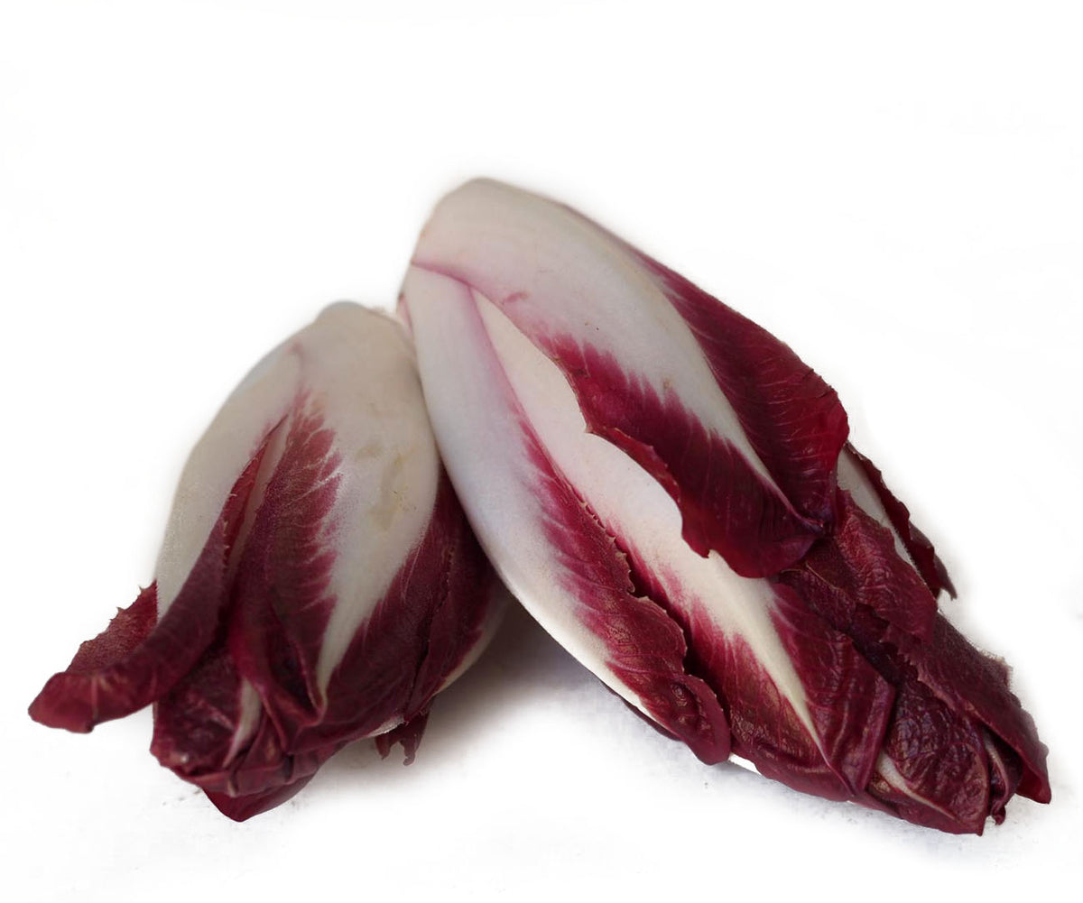 Red Chicory (x2) – All Greens Wholesale Ltd